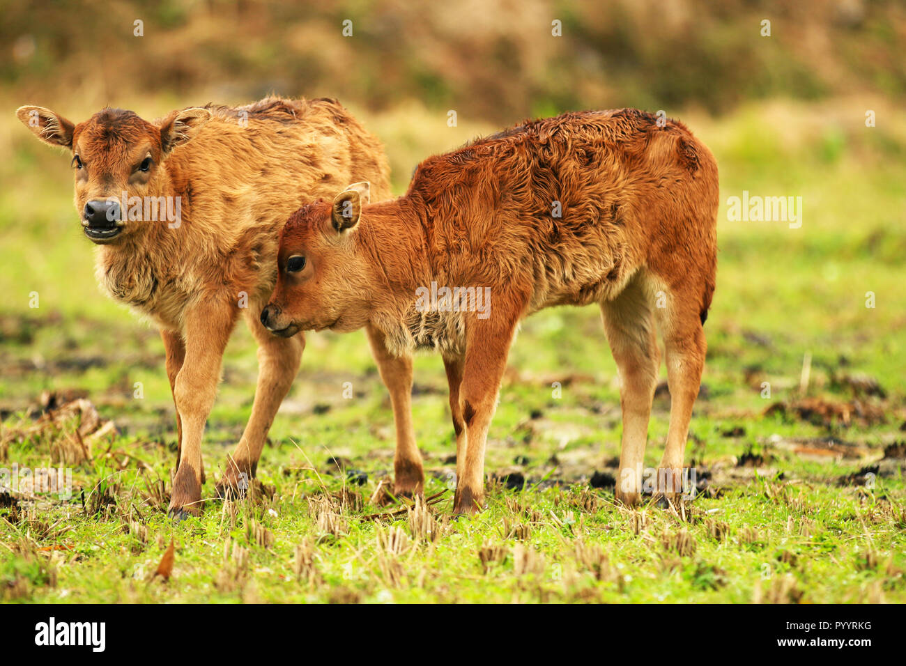 Two calves playing happily in the field Stock Photo - Alamy