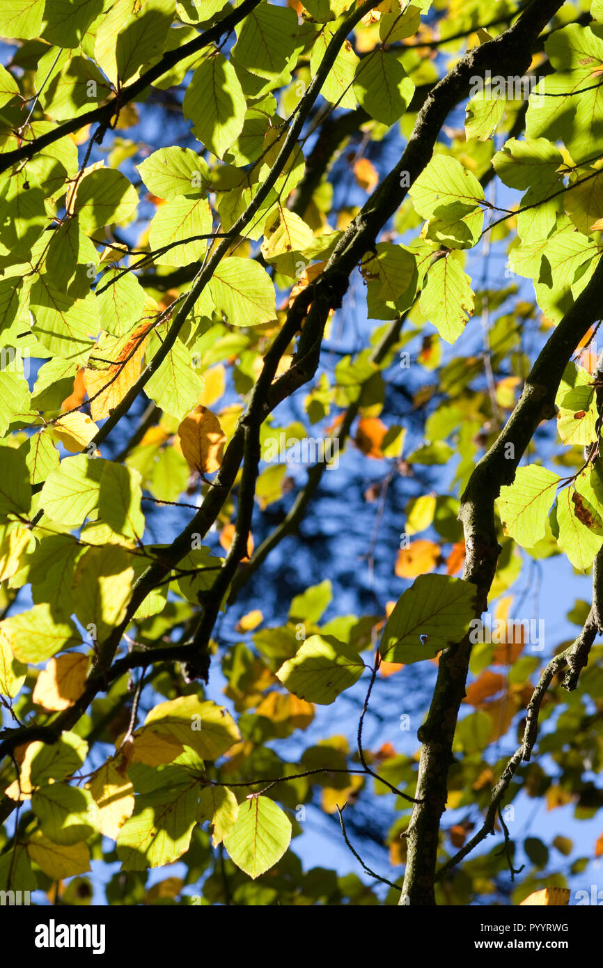 Beech tree leaves in autumn hi-res stock photography and images - Alamy