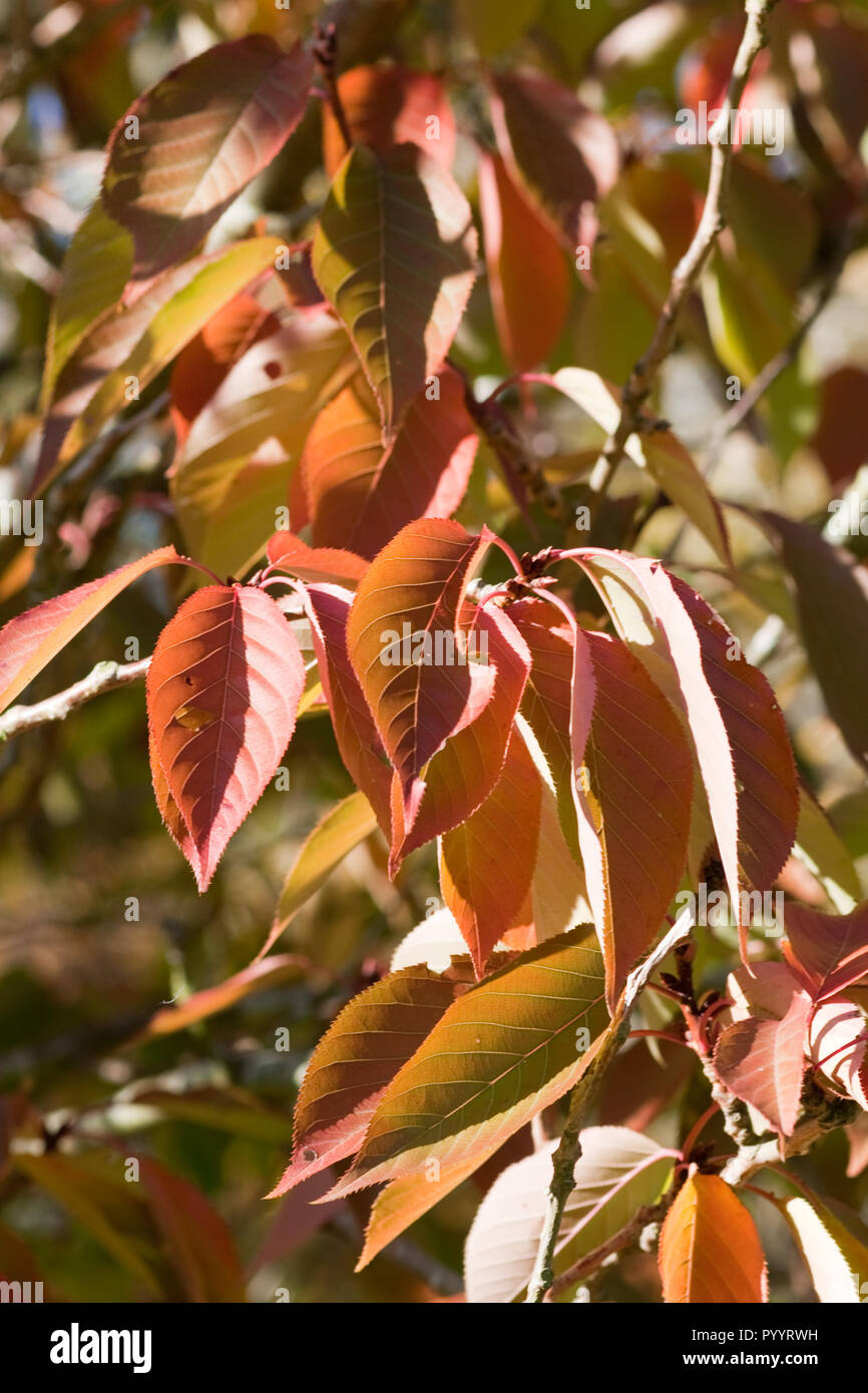 Prunus Serrulata Leaf