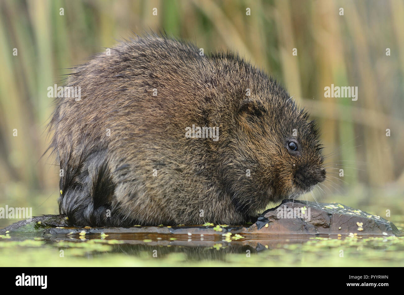 water vole arvicola amphibius Stock Photo - Alamy