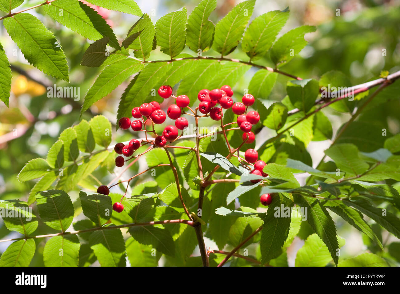 Sorbus aucuparia tree hi-res stock photography and images - Alamy