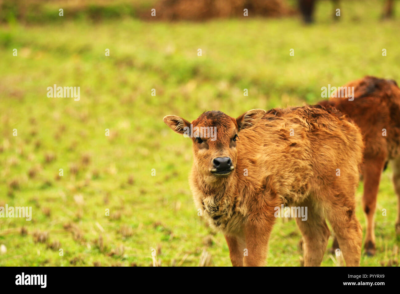 Two calves playing happily in the field Stock Photo - Alamy