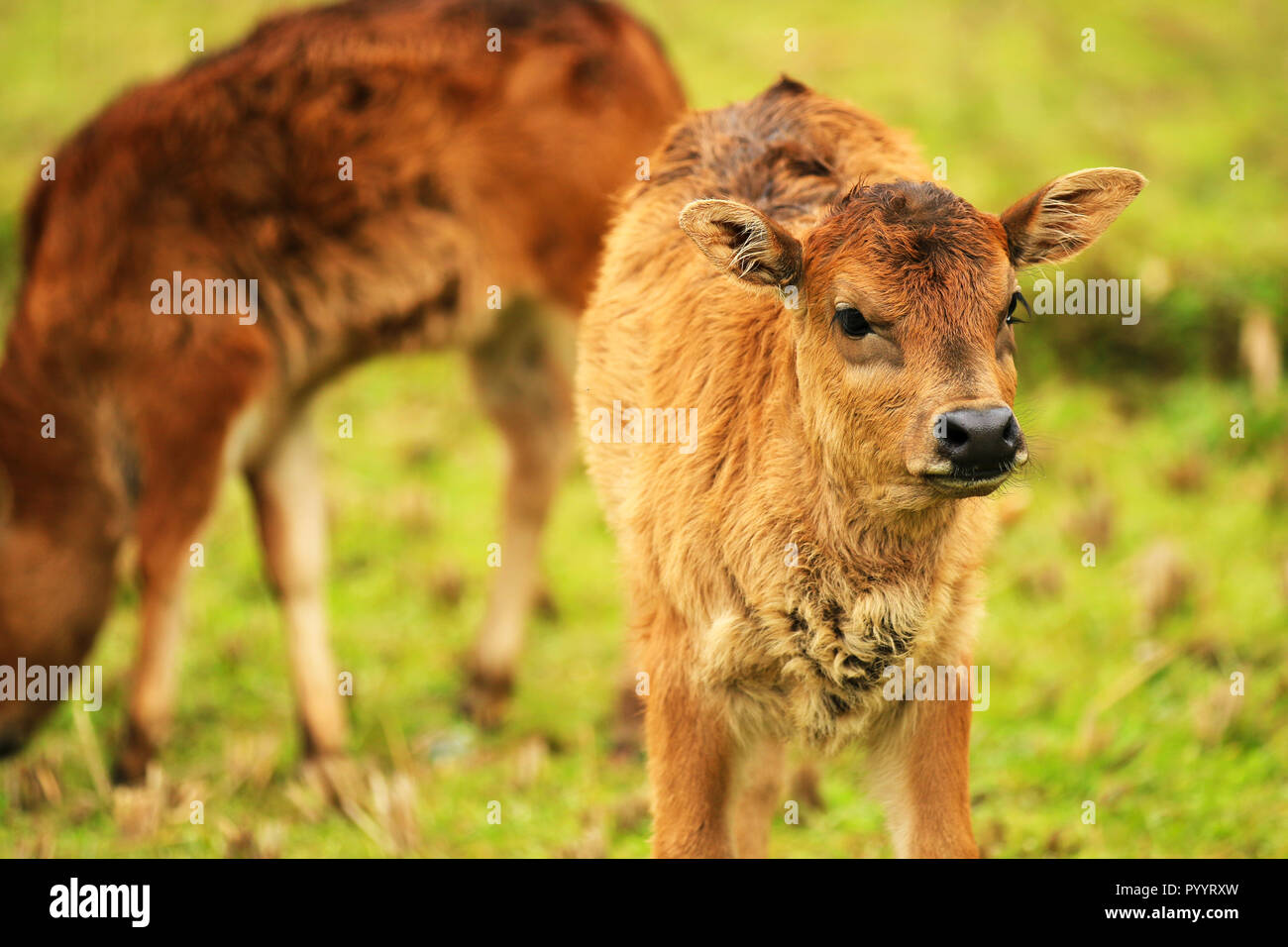 Two calves playing happily in the field Stock Photo - Alamy