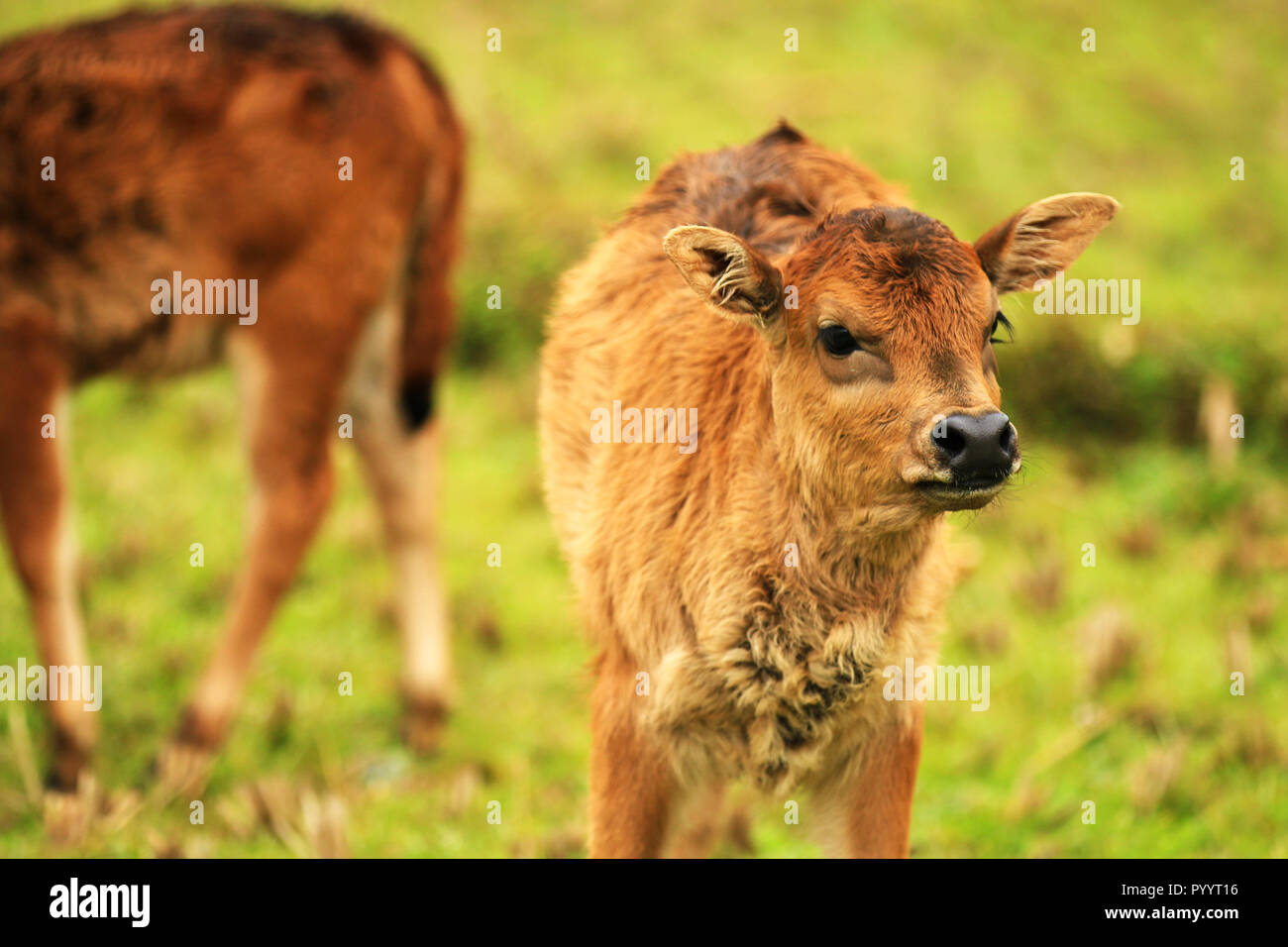 Two calves playing happily in the field Stock Photo - Alamy
