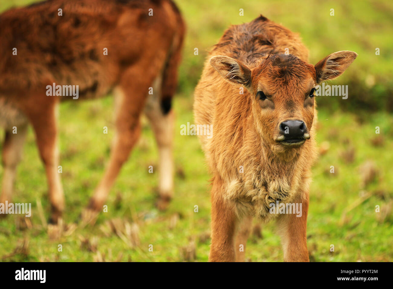 Two calves playing happily in the field Stock Photo - Alamy