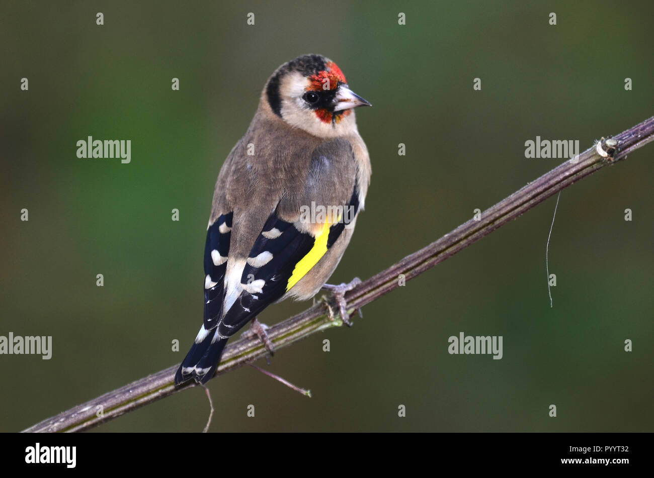 Charm of goldfinches hi-res stock photography and images - Alamy
