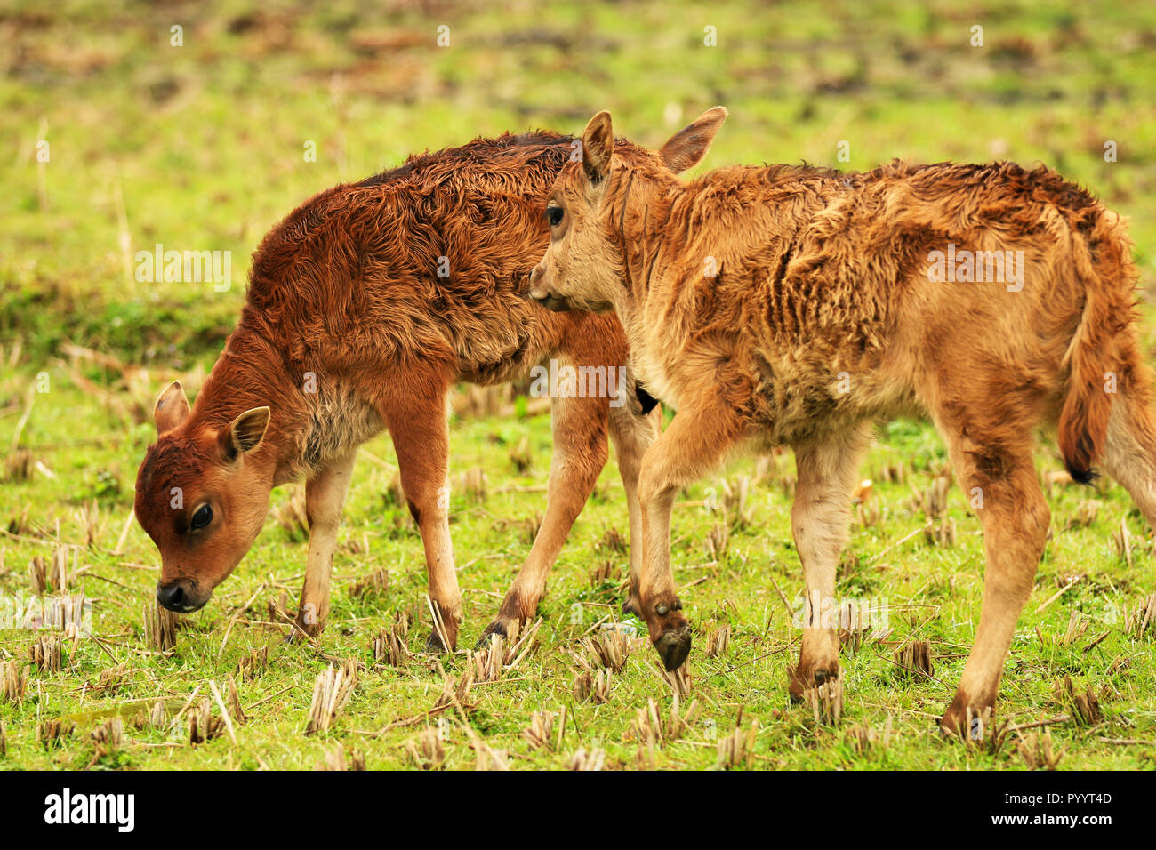 Two calves playing happily in the field Stock Photo - Alamy