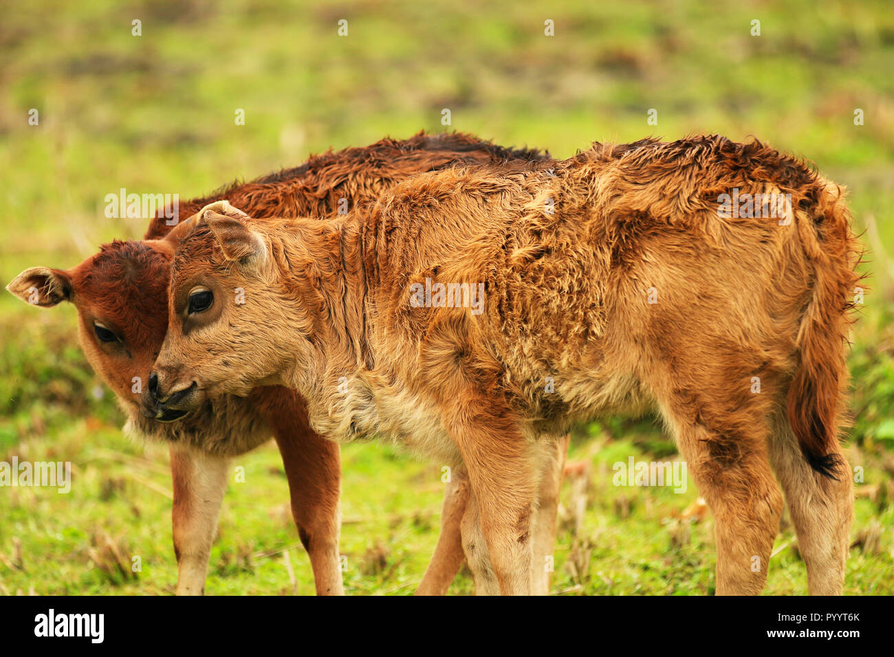 Two beautiful brown calves hi-res stock photography and images - Alamy