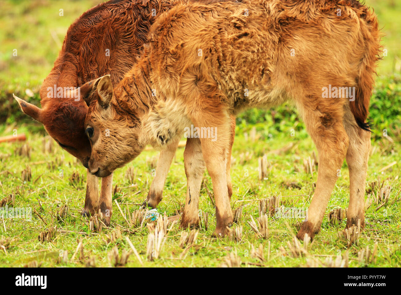Two calves playing happily in the field Stock Photo - Alamy