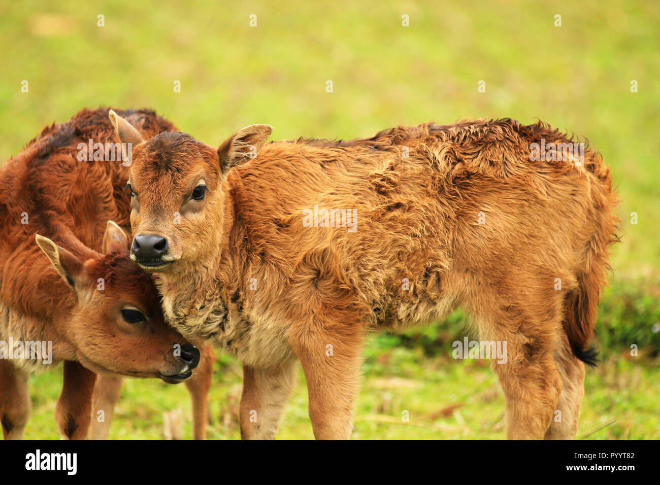 Two calves playing happily in the field Stock Photo - Alamy