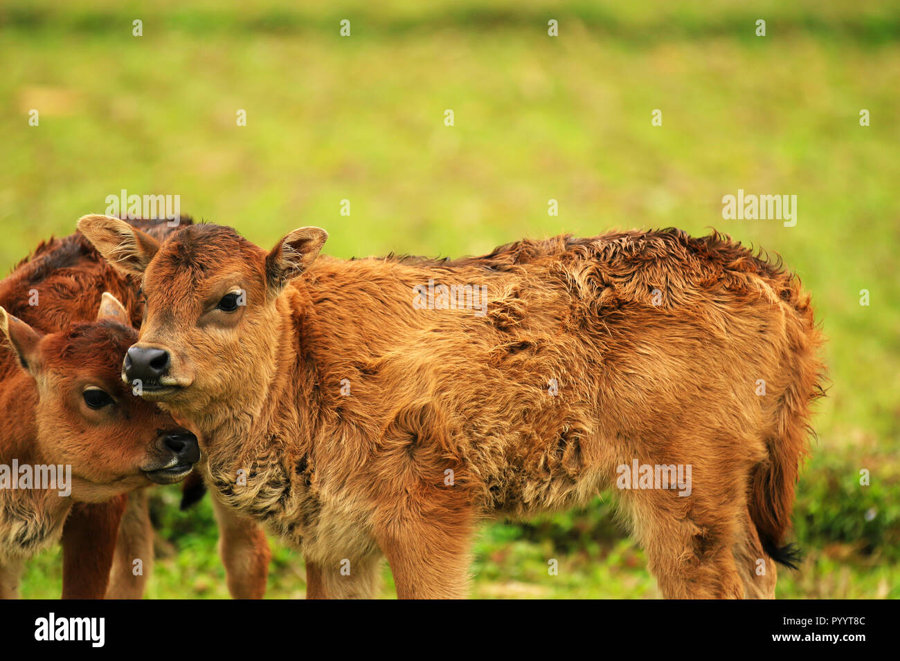Two calves playing happily in the field Stock Photo - Alamy