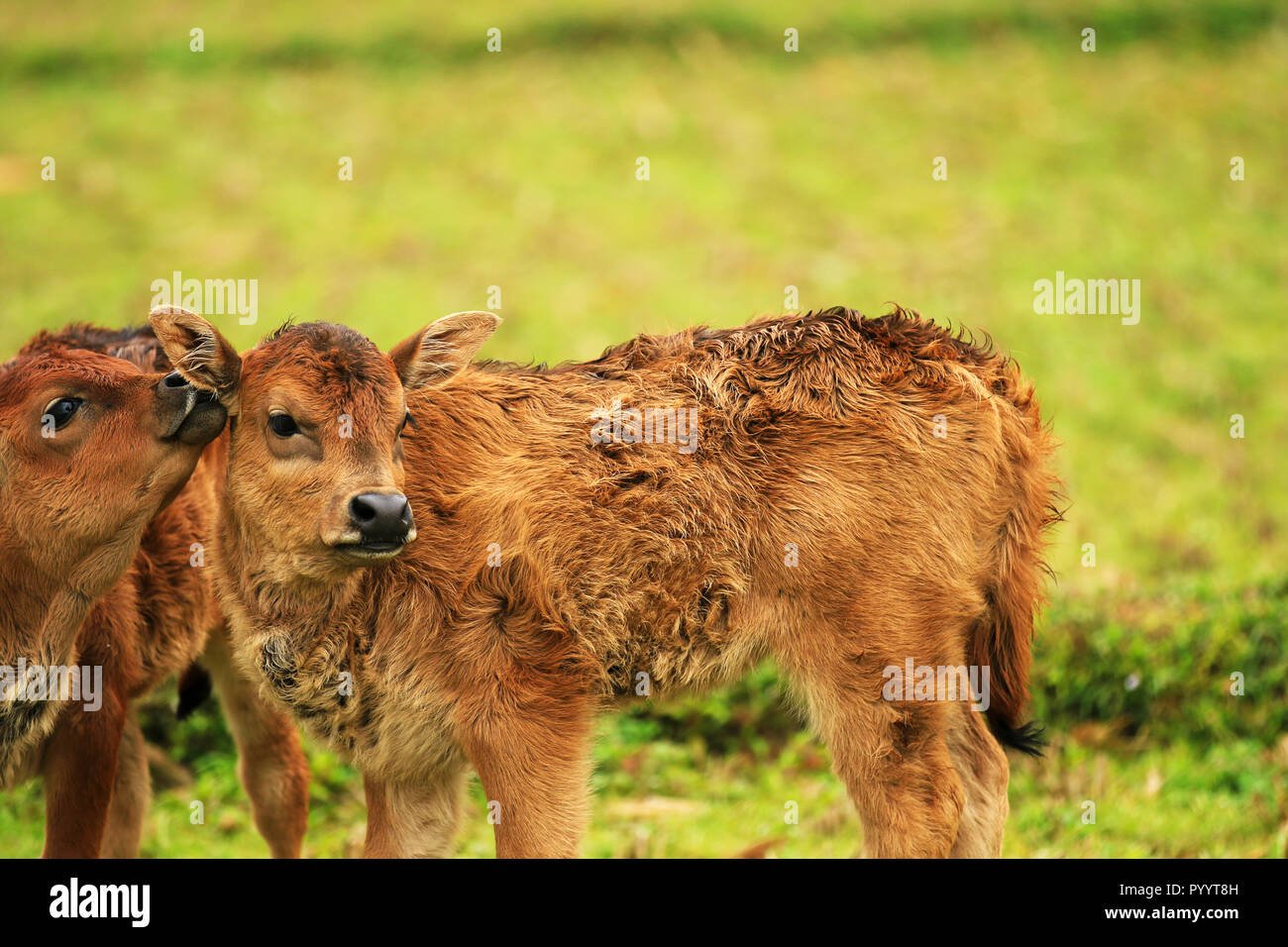 Two calves playing happily in the field Stock Photo - Alamy