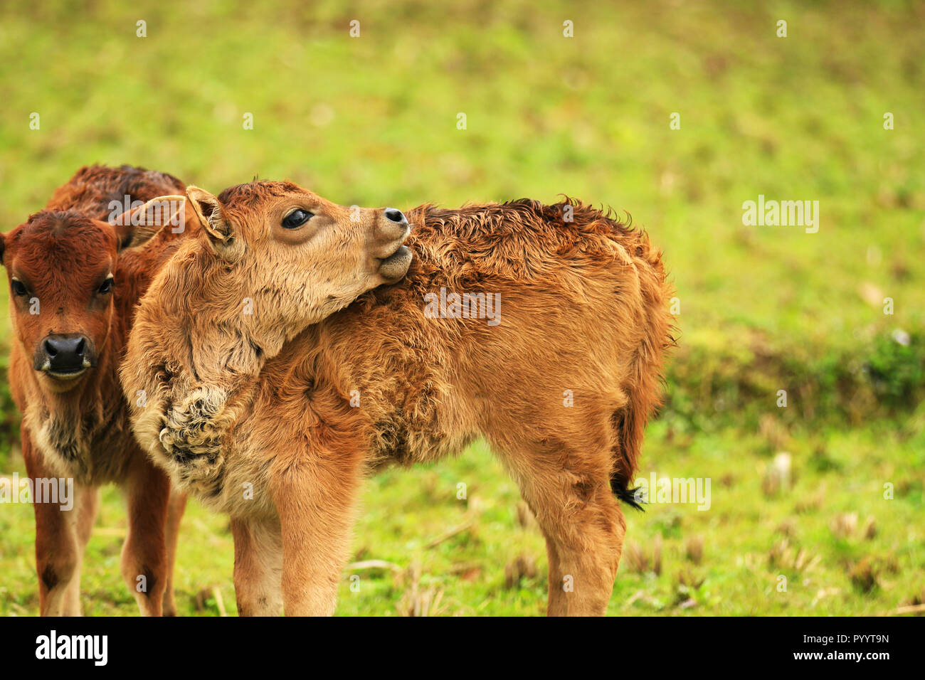 Two calves playing happily in the field Stock Photo - Alamy