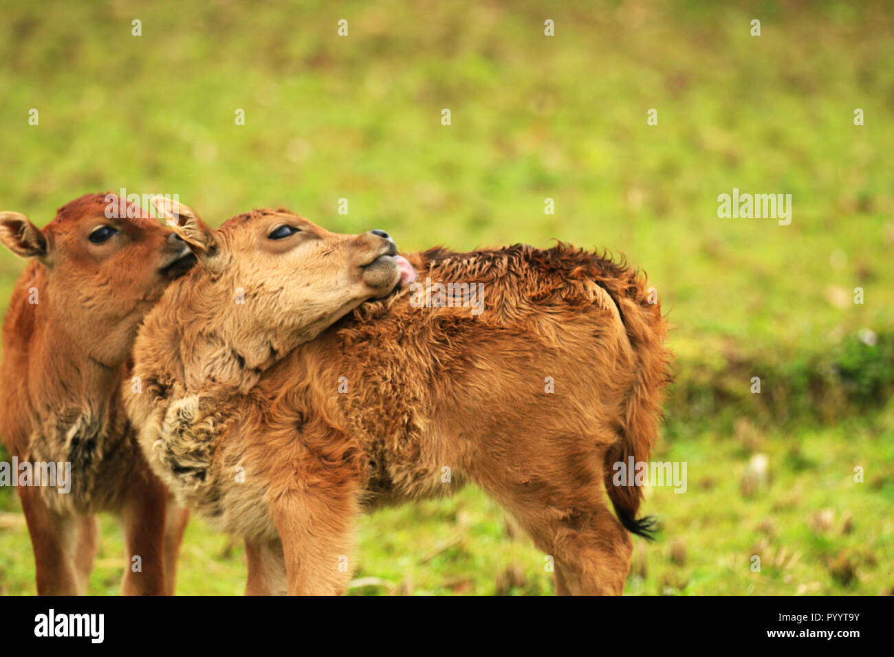 Two little calves in hi-res stock photography and images - Alamy