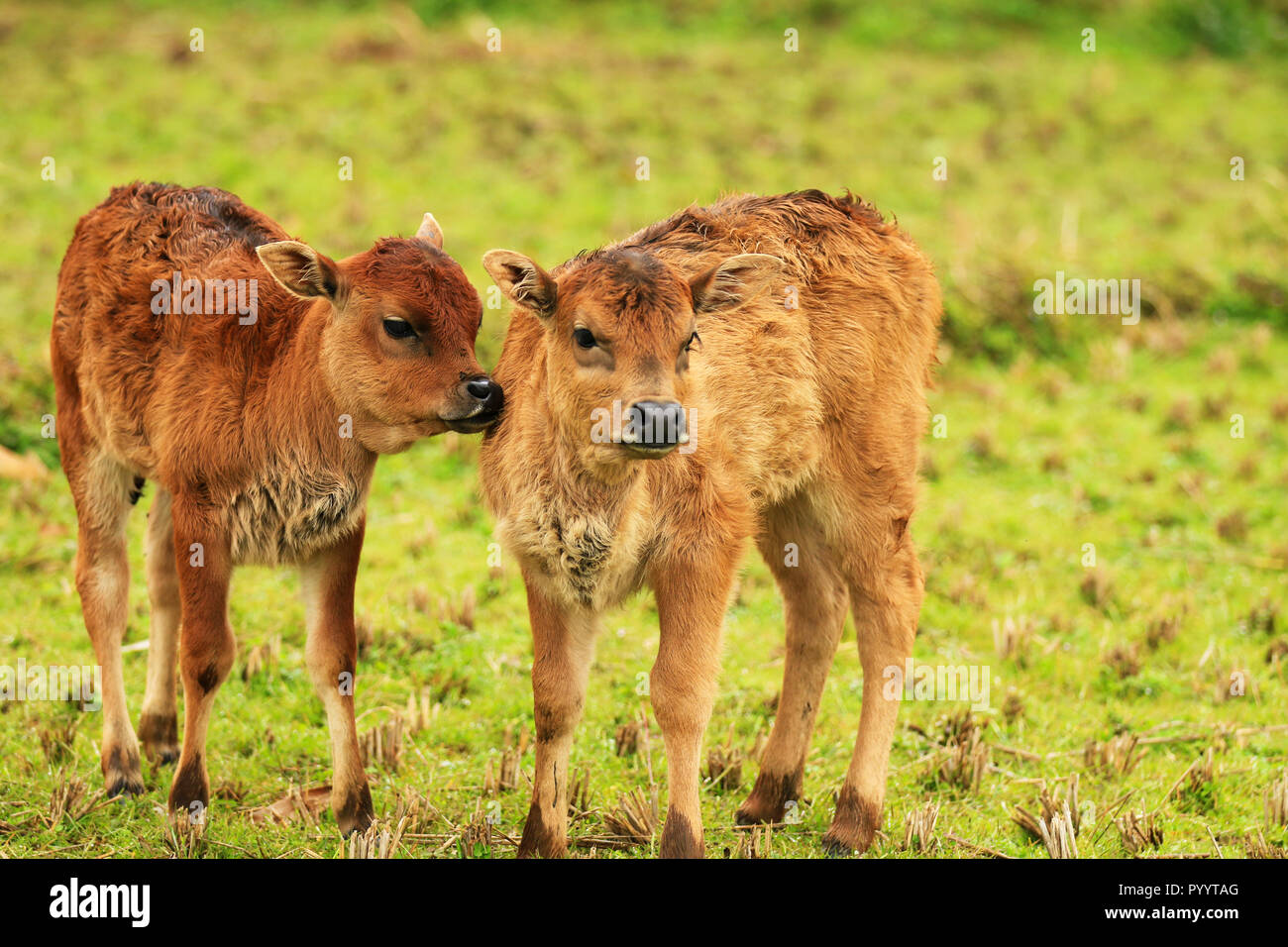 Two calves playing happily in the field Stock Photo - Alamy