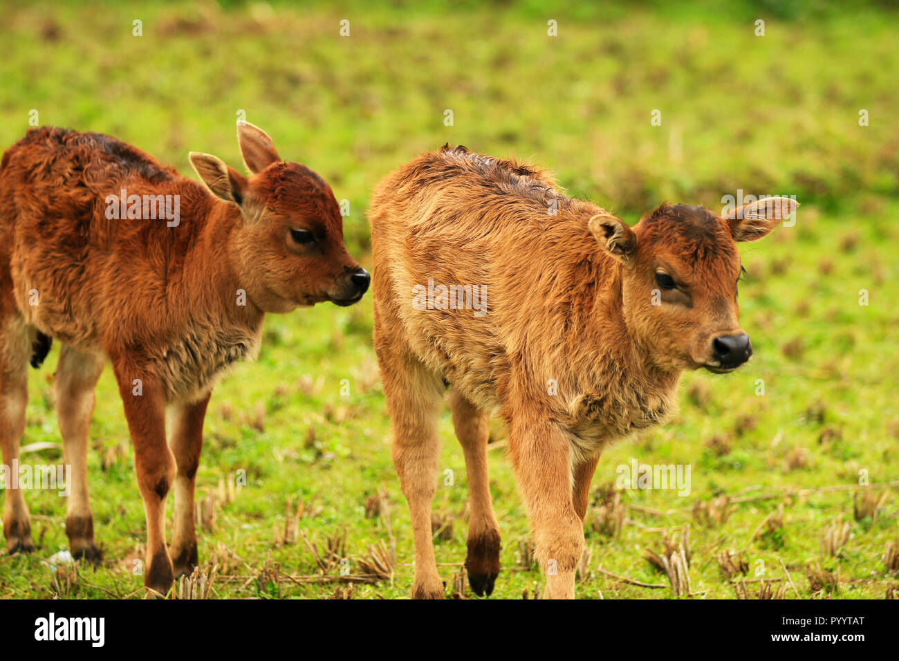 Two little calves in hi-res stock photography and images - Alamy