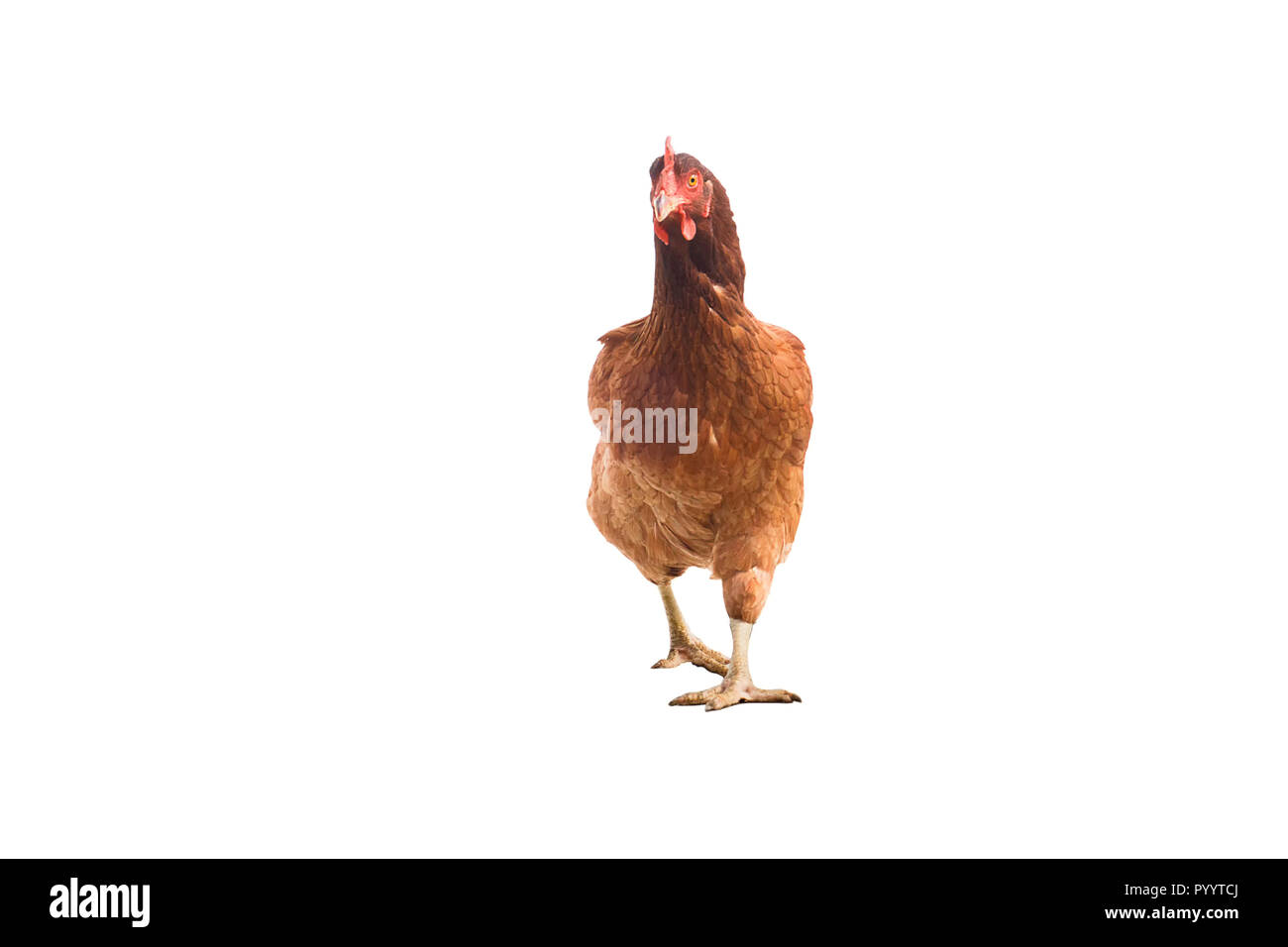 isolated brown chicken walking,brown hen on white background Stock ...