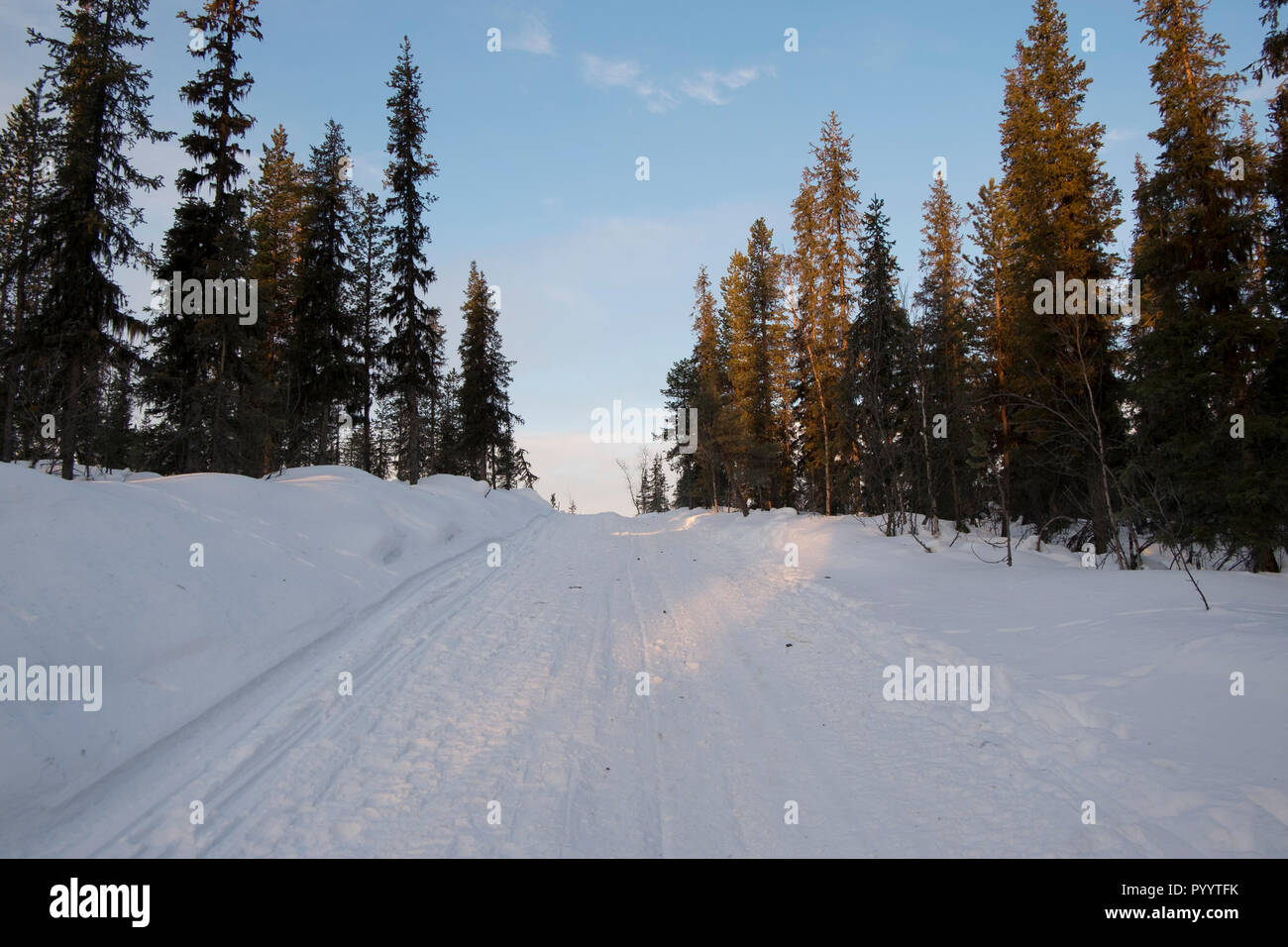 Dog sled path and road near Kituna, Sweden, among the evergreen trees ...