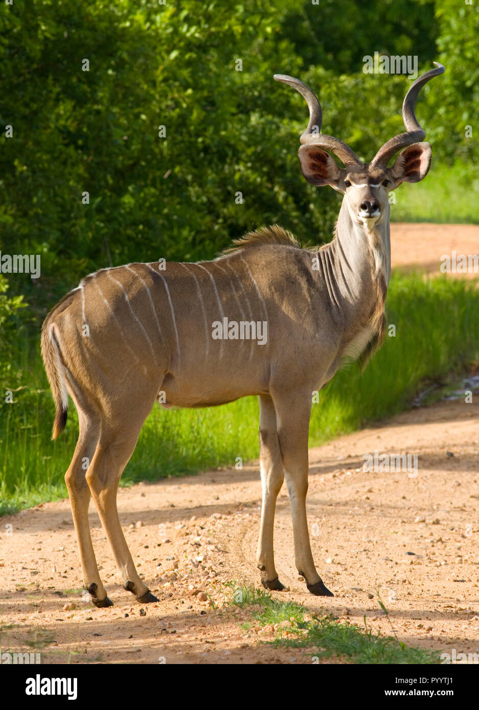 A magnificent Greater Kudu bull poses on a dirt road showing off his ...