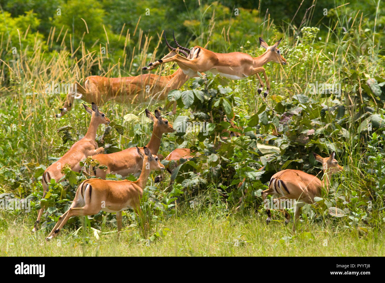 The agility of the Impala is legendary as they leap great hight and ...