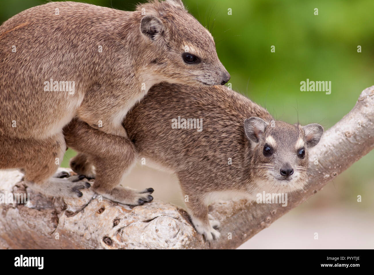 Elephants mating hi-res stock photography and images - Alamy