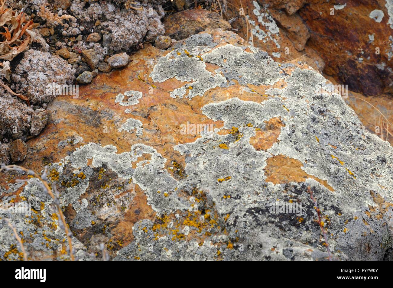 Lichens on the stones hi-res stock photography and images - Alamy
