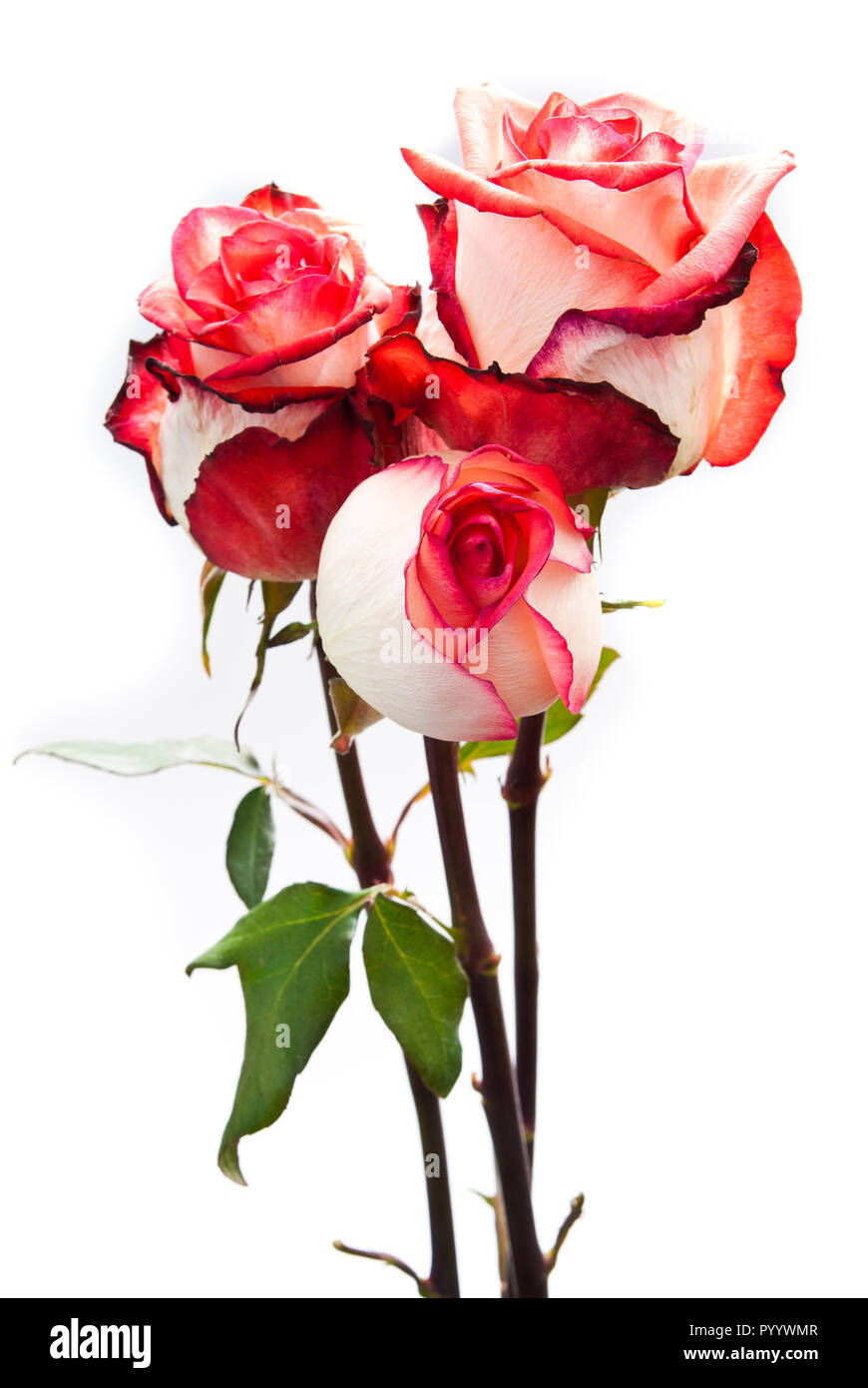 three roses with leaves on a white background Stock Photo - Alamy