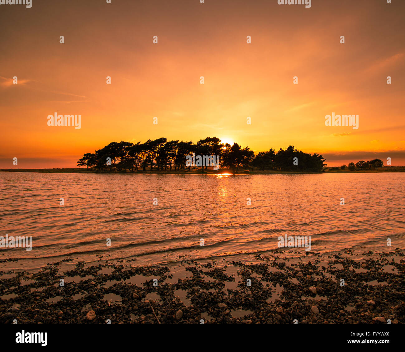 golden sunset Sunset at Hatchet Pond, New forest Stock Photo - Alamy