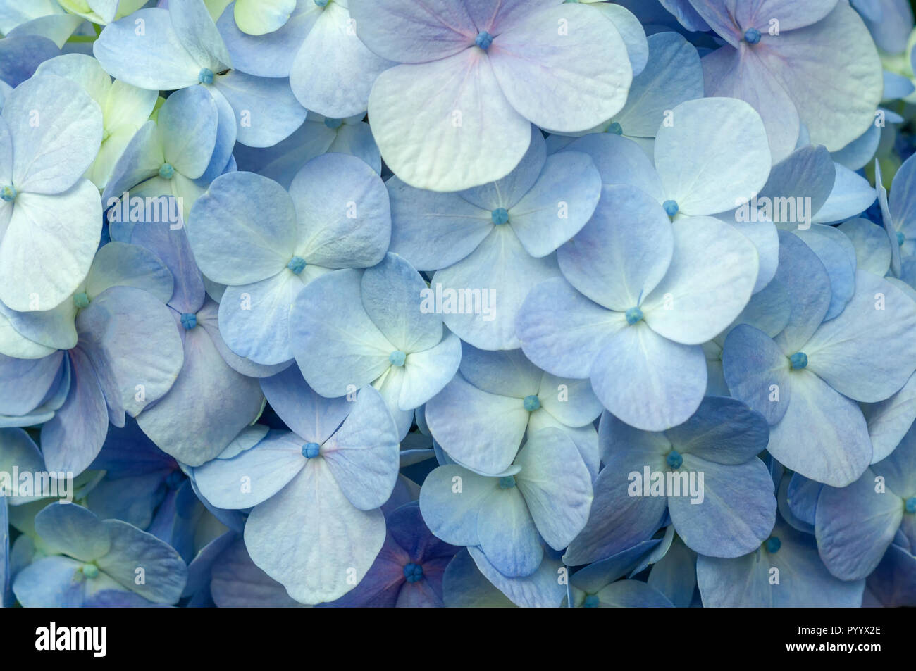 Blue Hydrangea flower background Stock Photo - Alamy