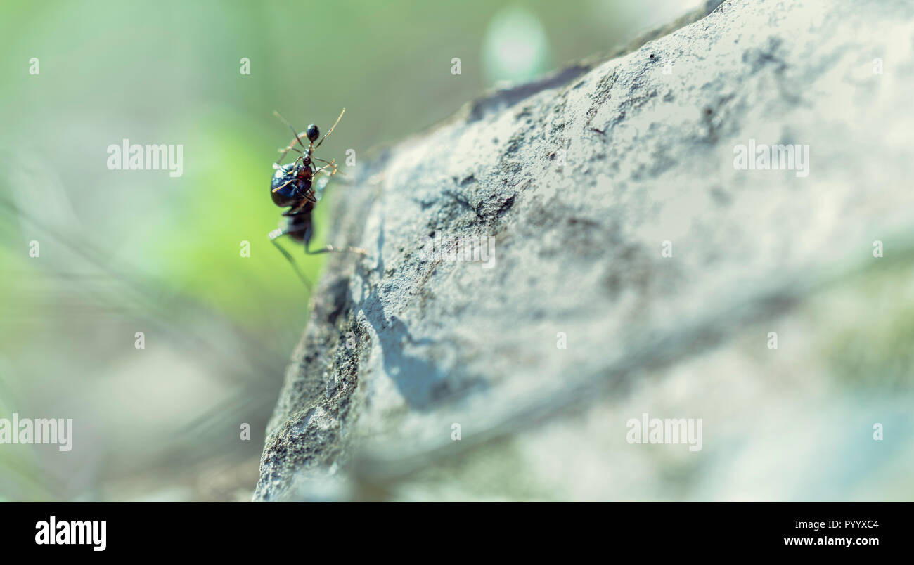Very small ant hi-res stock photography and images - Alamy