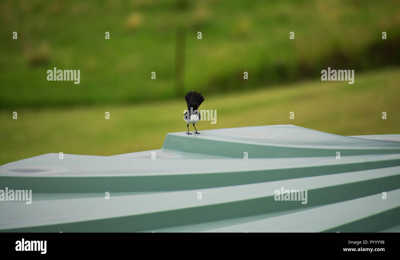 Bird tank hi-res stock photography and images - Alamy