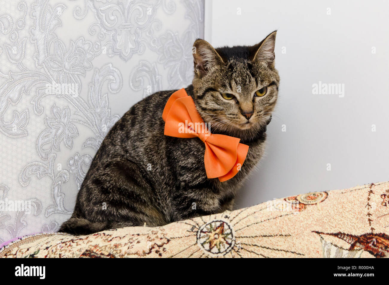 Cat with a bow hi-res stock photography and images - Alamy