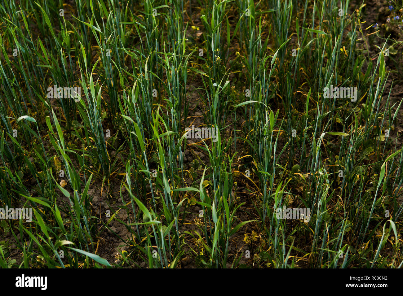 Green sprouting rye agricultural field in spring. Sprouts of rye Stock ...