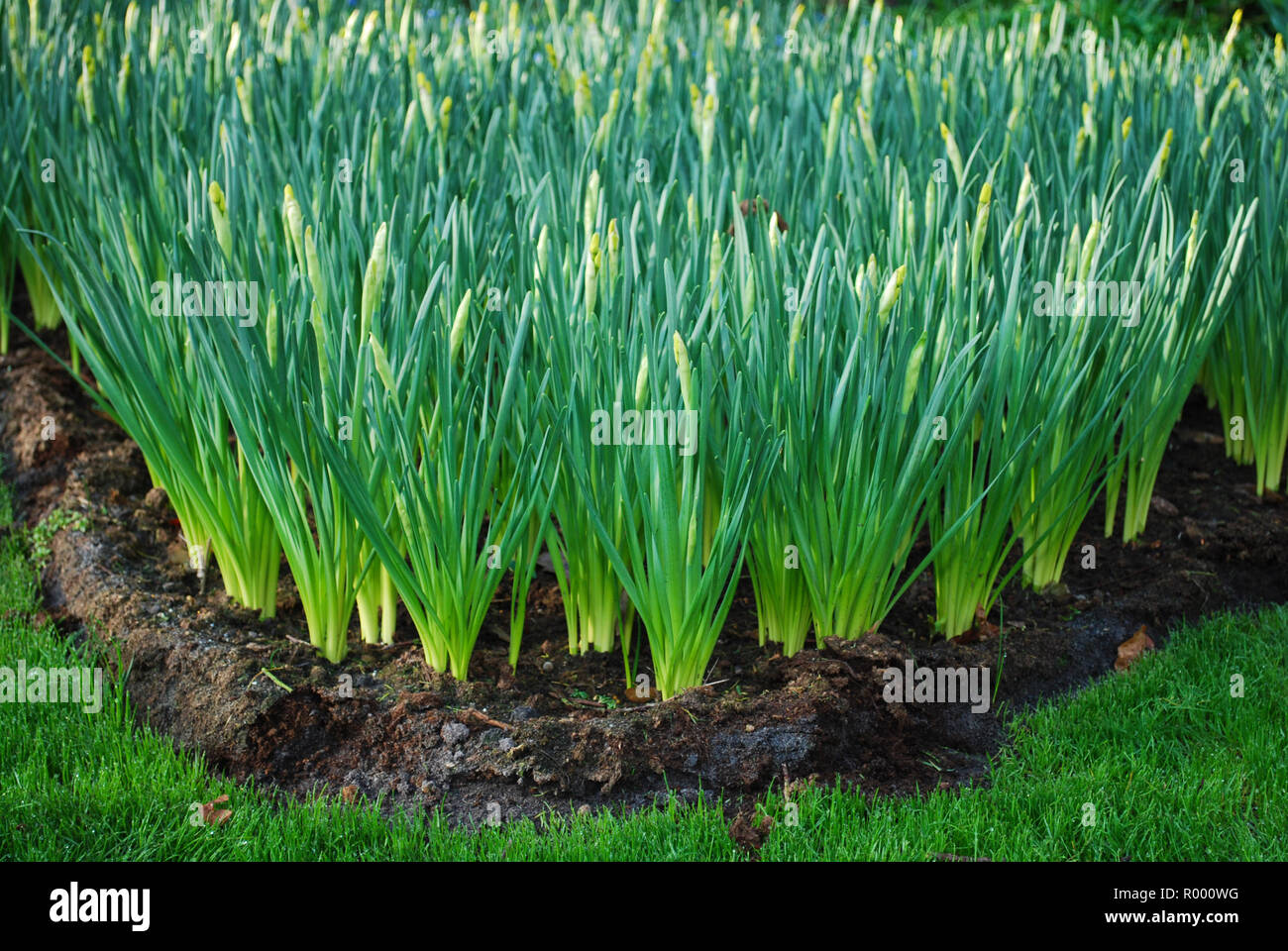 Green closed daffodils grown in the flowerbed. Early spring time in ...