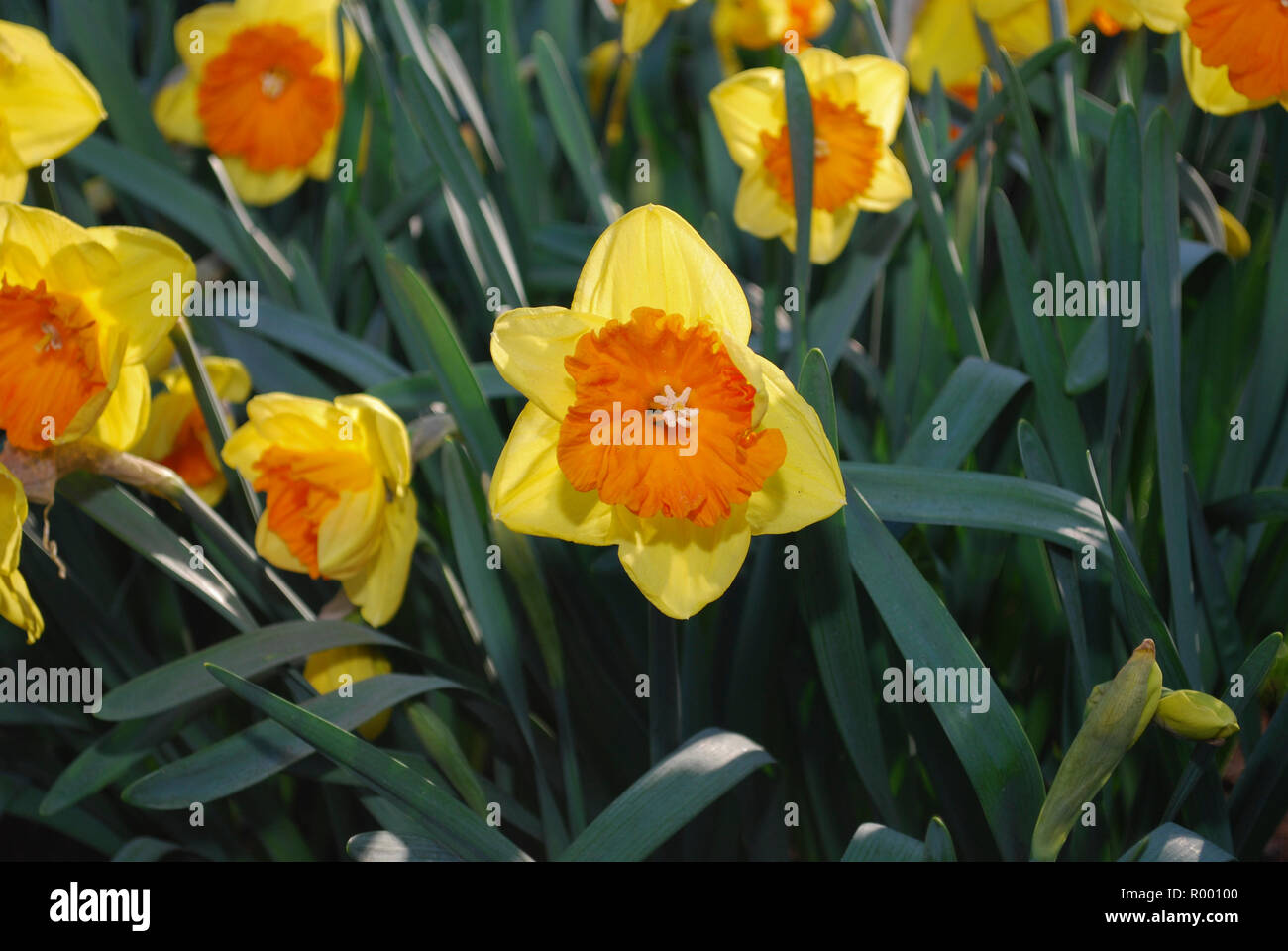 Many Daffodils with orange center grown in the flowerbed. Spring time ...