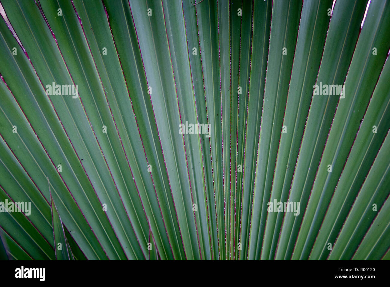 Palm leaf pattern Stock Photo - Alamy
