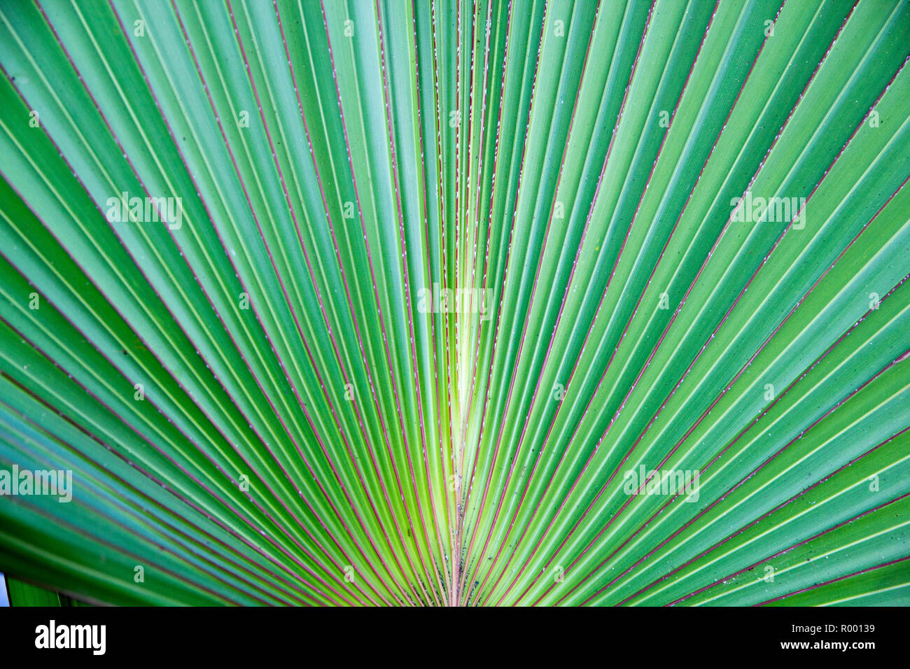 Palm leaf pattern Stock Photo - Alamy