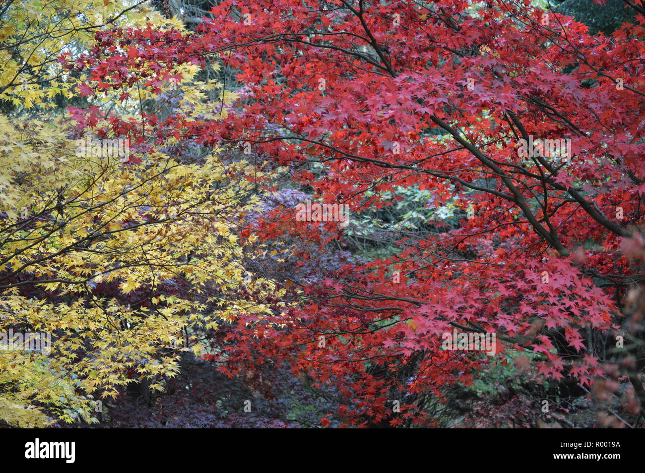 Autumn shades of trees Stock Photo - Alamy