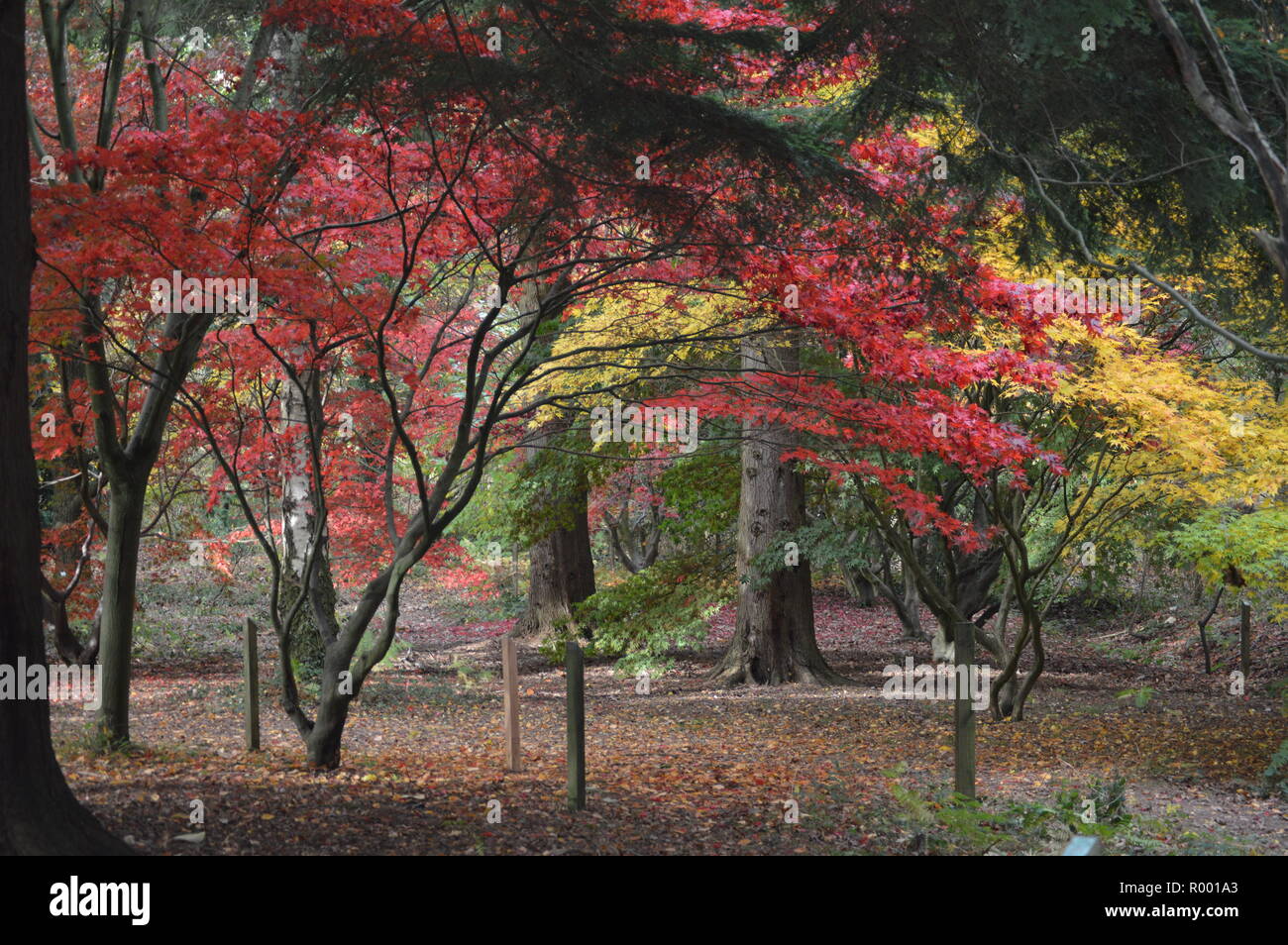 Autumn shades of trees Stock Photo - Alamy