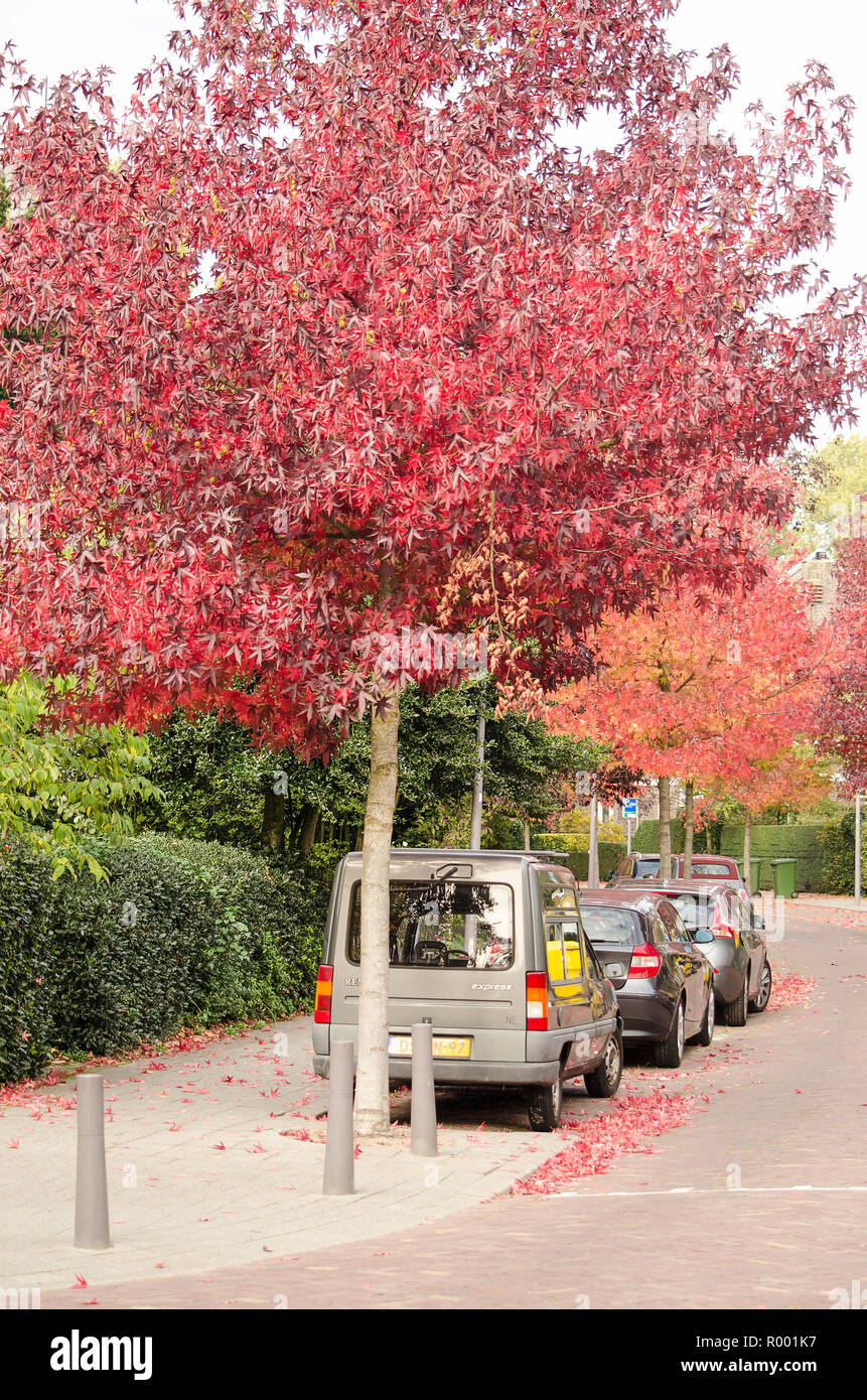 Row of sweet gum trees hi-res stock photography and images - Alamy