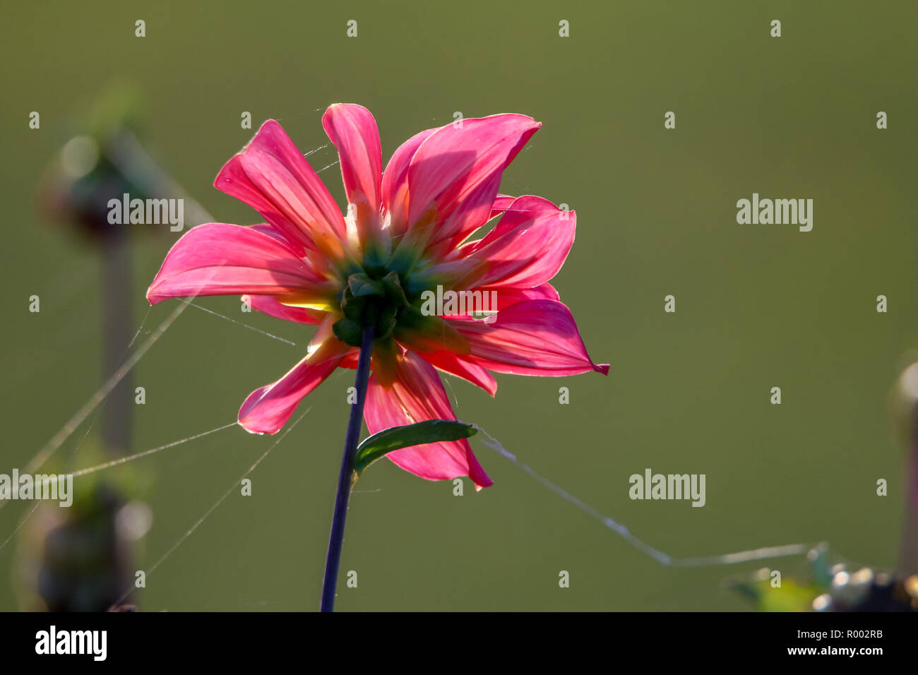 Background with pink dahlia and spider web. Dahlia is tuberous-rooted ...