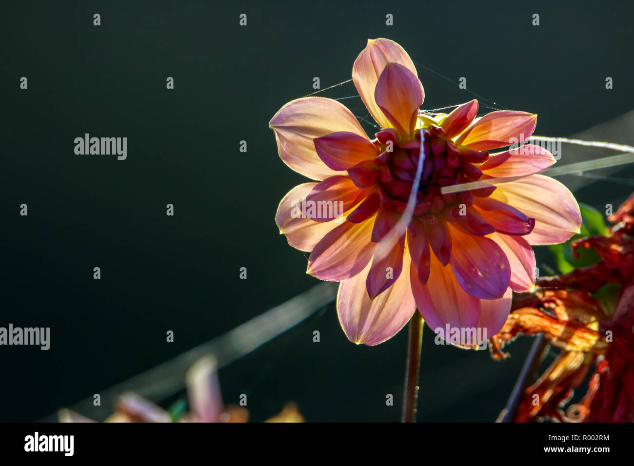 Background with dahlia and spider web. Dahlia is tuberous-rooted plant ...