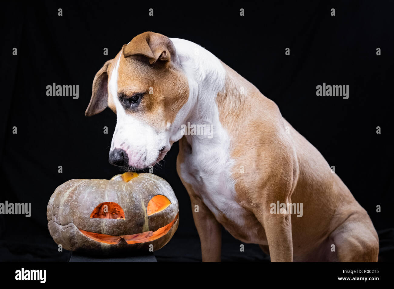Pitbull Pumpkin Carving