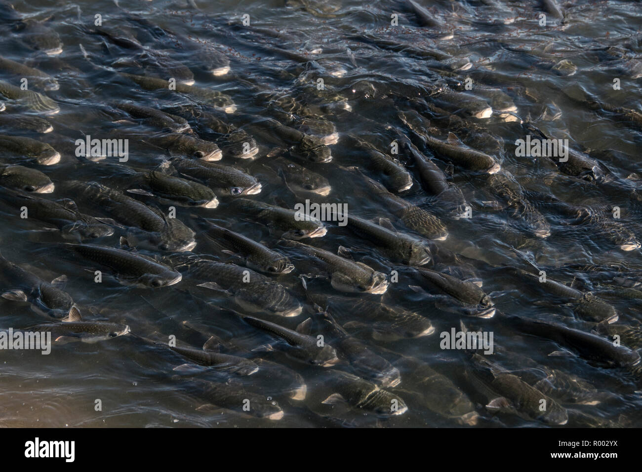 Swarm Fisch High Resolution Stock Photography and Images - Alamy