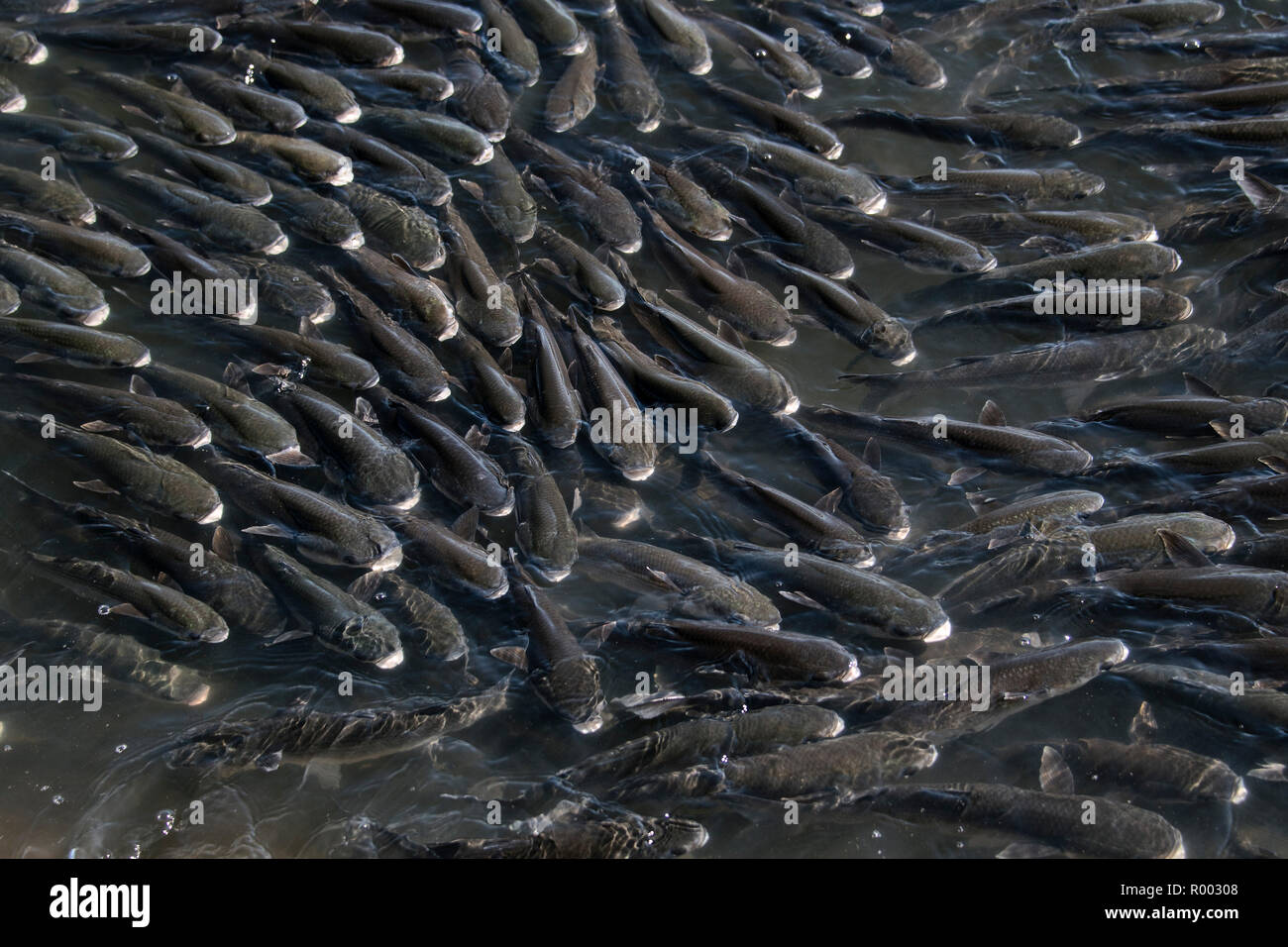 Swarm of fish hi-res stock photography and images - Alamy