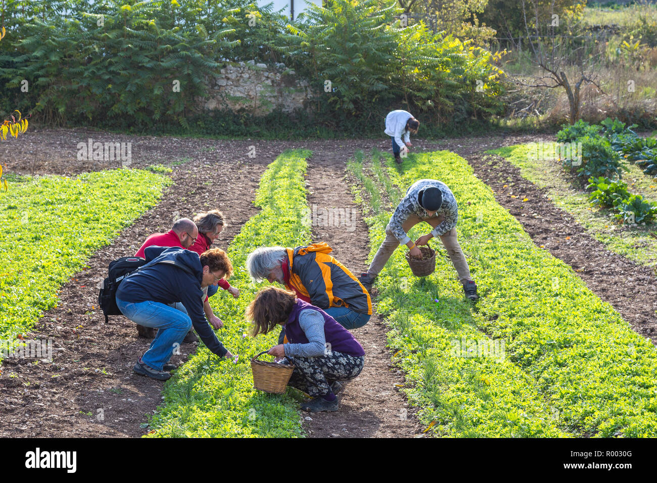 harvest of saffron in the Navelli plateau, Abruzzo Italy Stock Photo ...