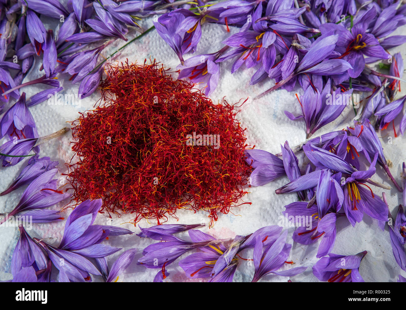 harvest of saffron in the Navelli plateau, Abruzzo Italy Stock Photo ...