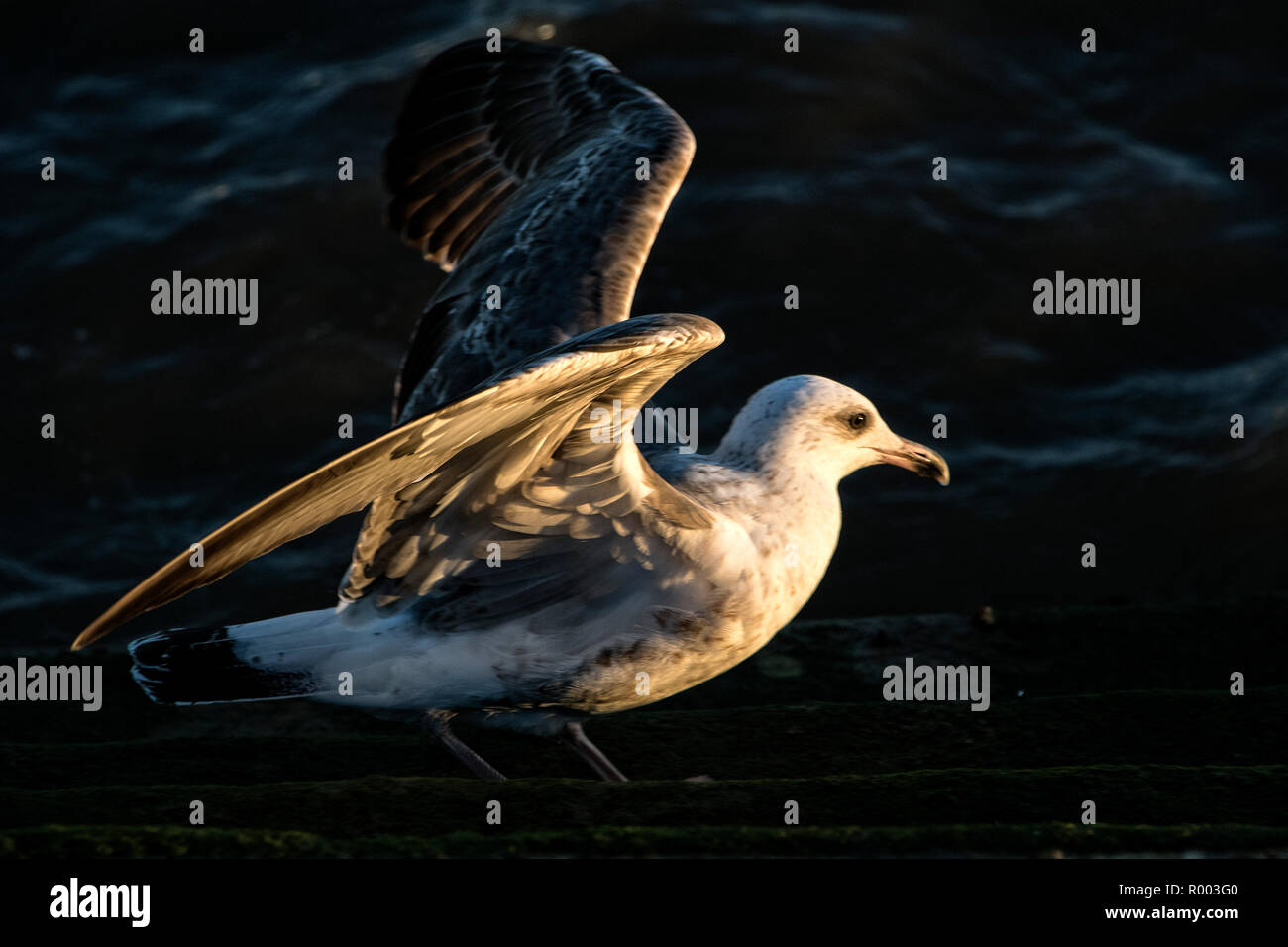 Seagull in portugal hi-res stock photography and images - Alamy