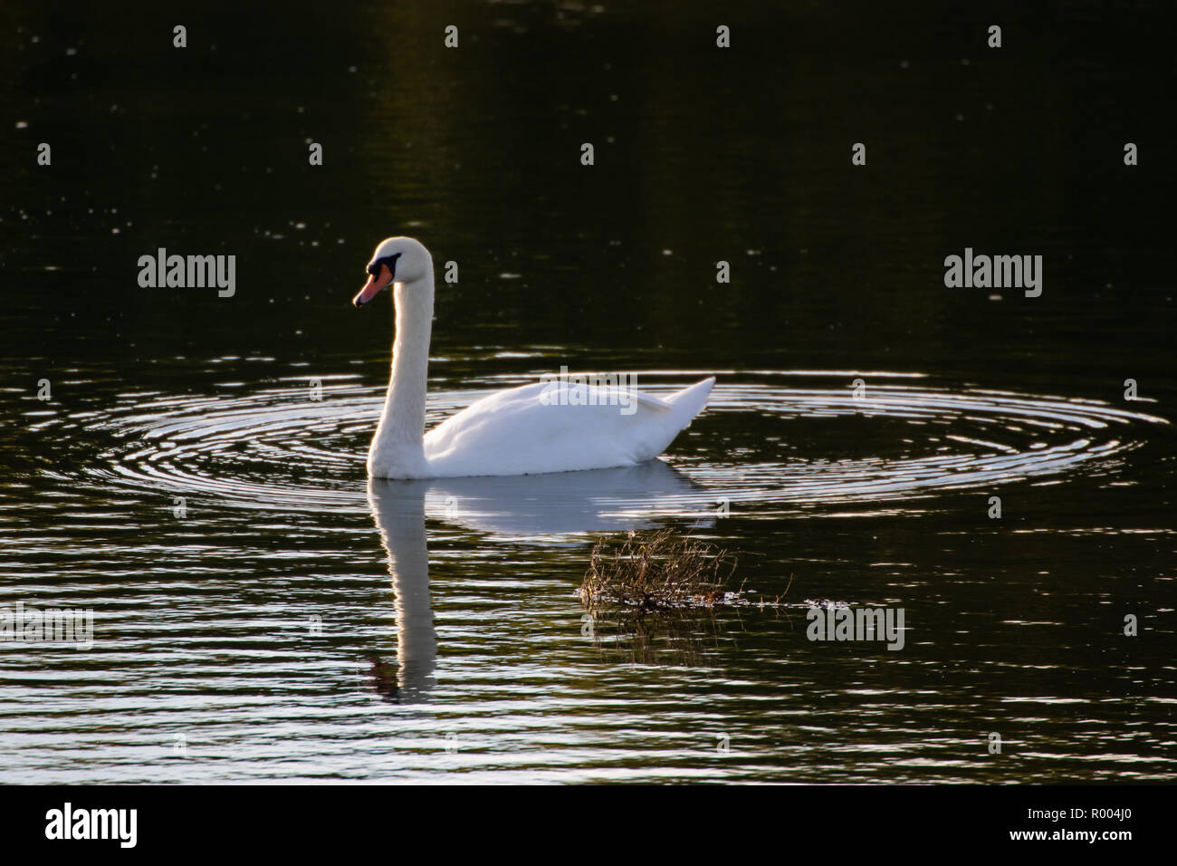 Single swan on calm water with ripples surrounding it Stock Photo - Alamy