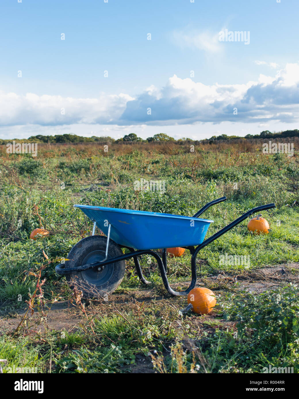 A blue Wheelbarrow in field surrounded by pumpkins Stock Photo - Alamy
